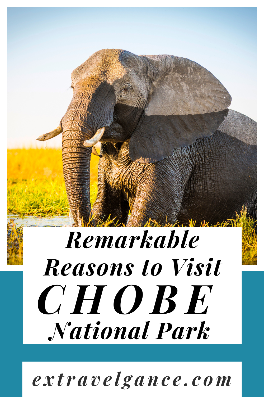 Remarkable Reasons to Visit Chobe National Park - Extravelgance