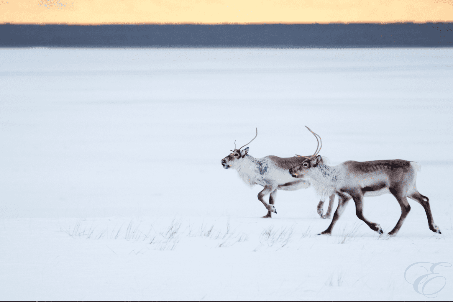 5 Fantastic Reasons to Visit Eastern Iceland - Extravelgance
